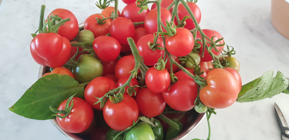 Growing tomatoes outdoors – varieties to try - The Tea Break Gardener