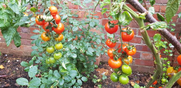 Growing tomatoes outdoors – varieties to try - The Tea Break Gardener