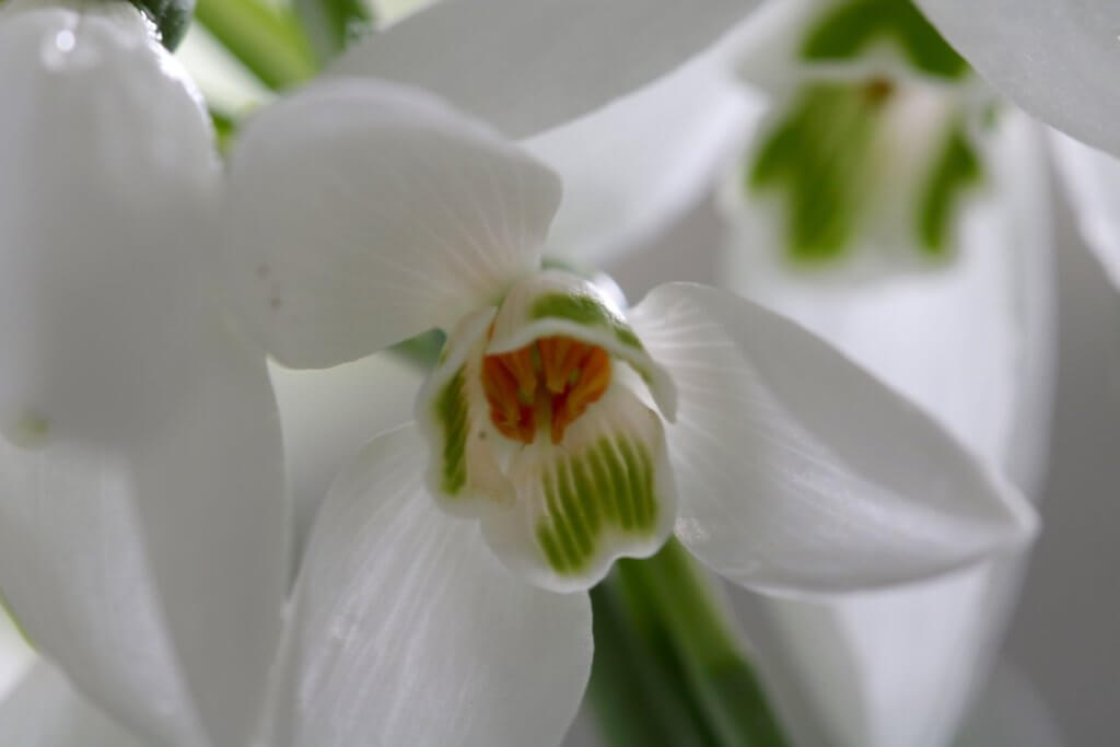Stunning snowdrops up close - The Tea Break Gardener