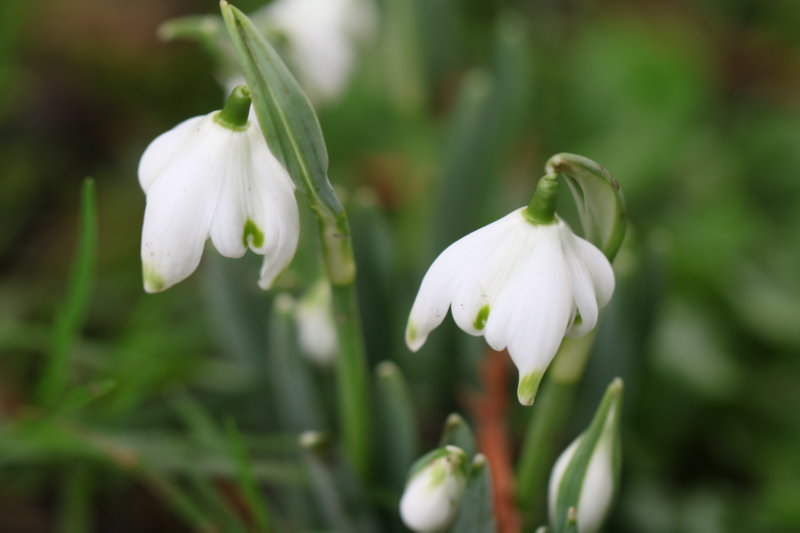 How to grow snowdrops - The Tea Break Gardener