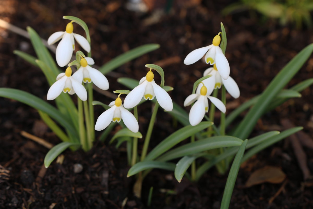 How to grow snowdrops - The Tea Break Gardener