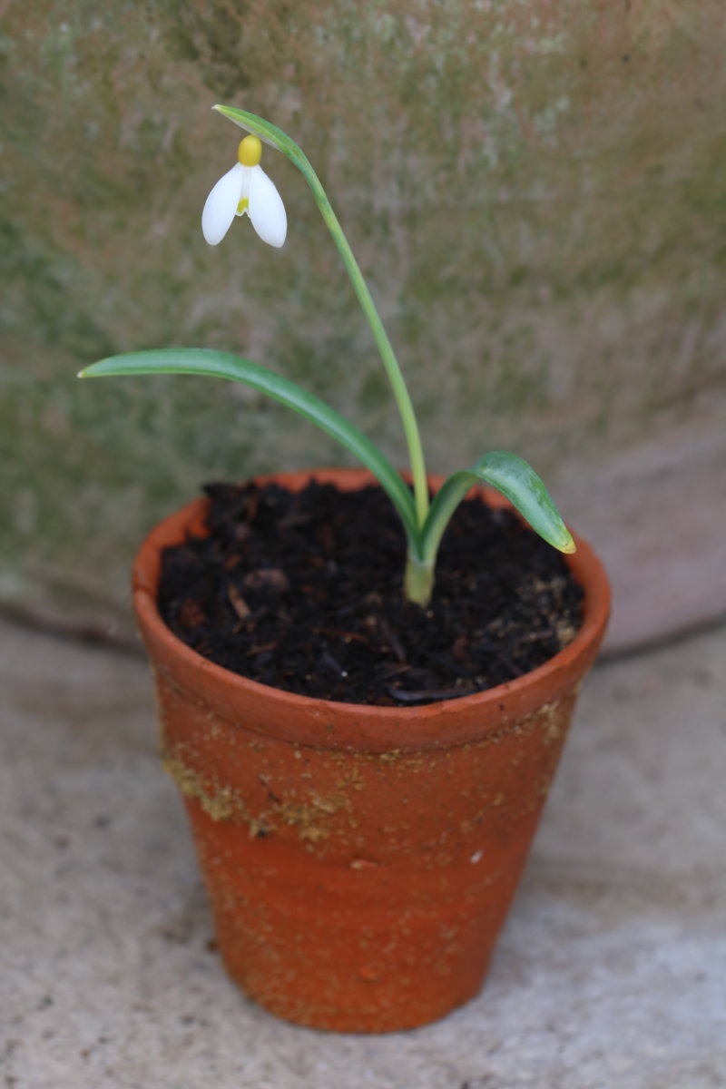 Where to buy collector’s snowdrops – rare and unusual - The Tea Break ...