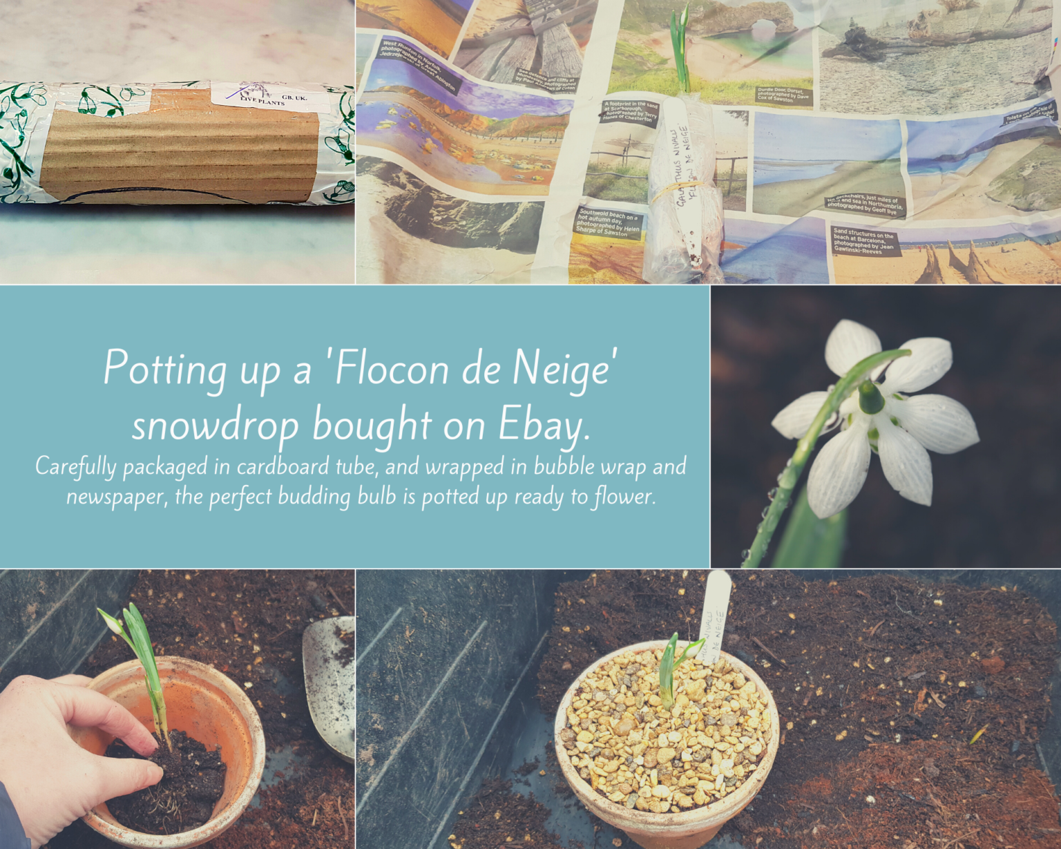 Where to buy collector's snowdrops - rare and unusual - The Tea Break ...