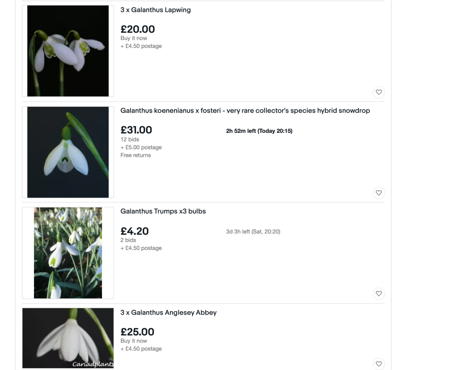 Where to buy collector’s snowdrops – rare and unusual - The Tea Break ...