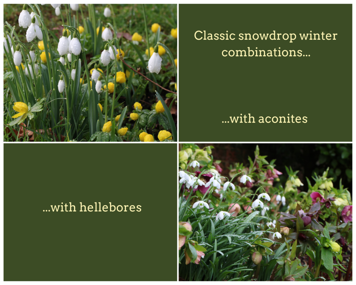 How to grow snowdrops - The Tea Break Gardener