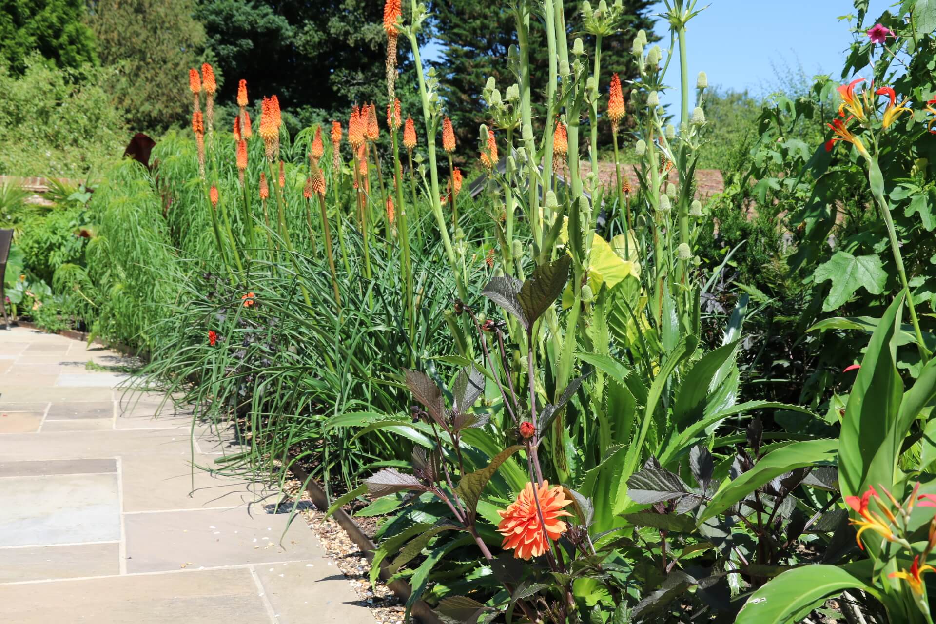 Plants with a hint of the exotic - The Tea Break Gardener