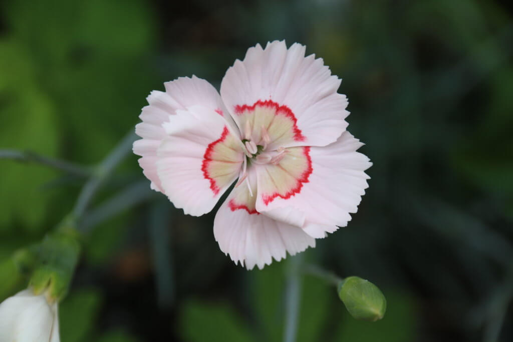 Dianthus - dainty plants for borders, rockeries and pots - The Tea ...