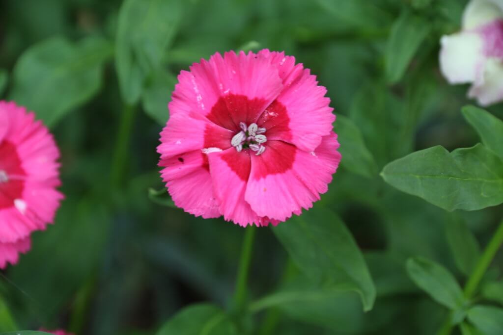 Dianthus - dainty plants for borders, rockeries and pots - The Tea ...